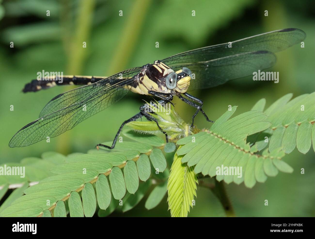 Black-shouldered Spinyleg (Dromogomphus spinosus Stock Photo - Alamy