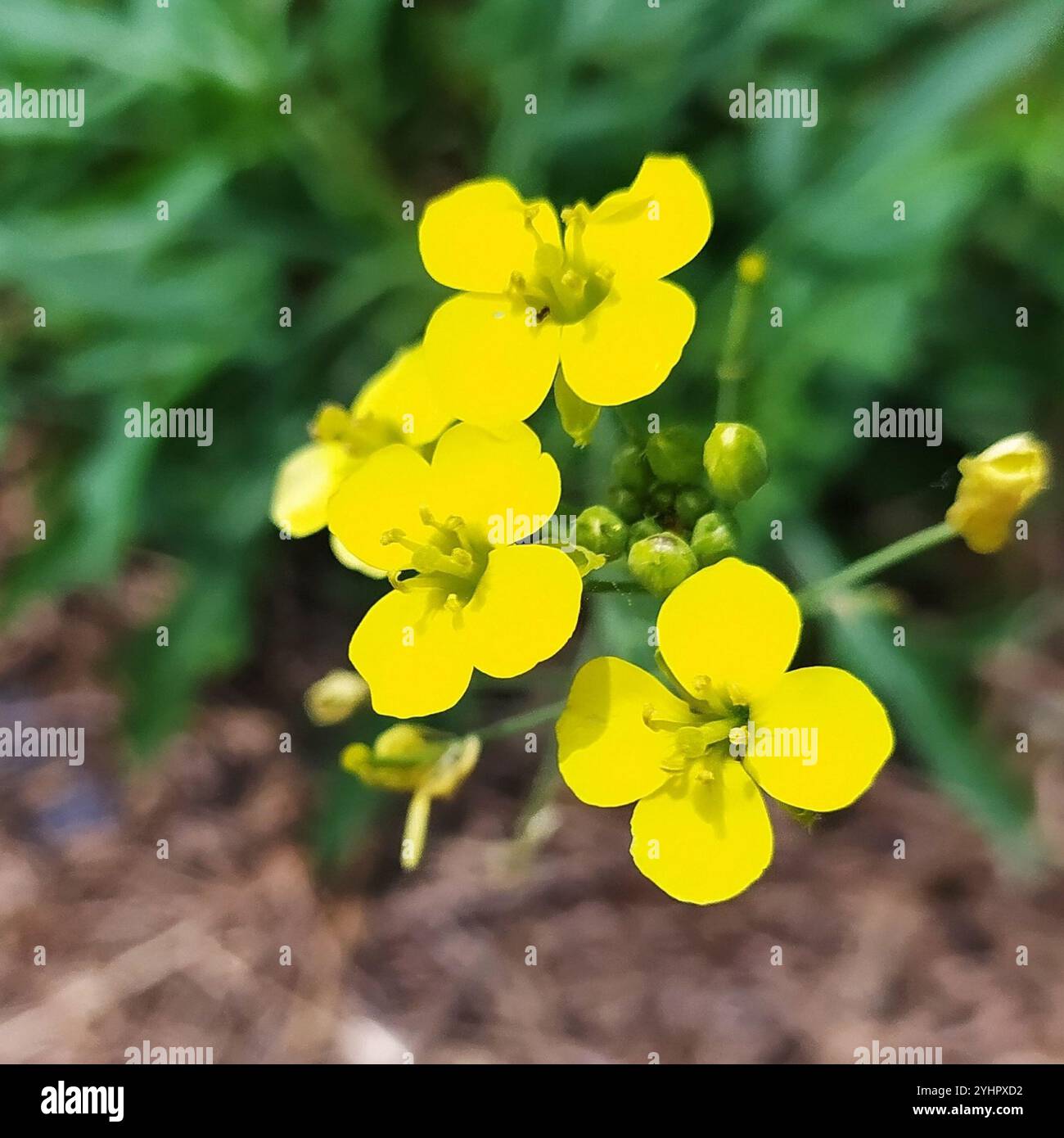 Perennial Wall-rocket (Diplotaxis tenuifolia Stock Photo - Alamy