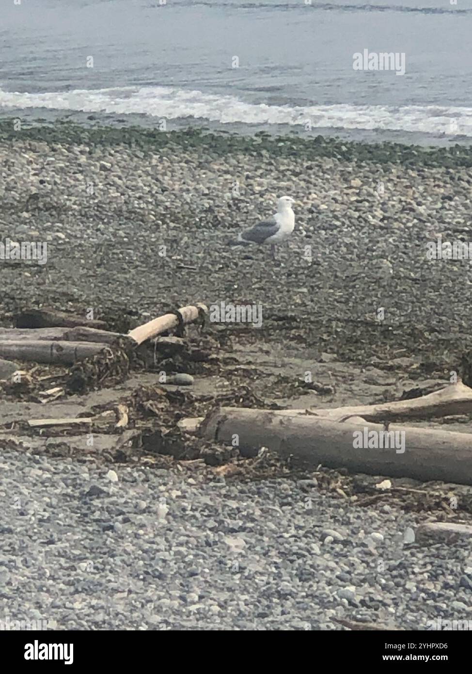 Olympic Gull (Larus glaucescens × occidentalis Stock Photo - Alamy