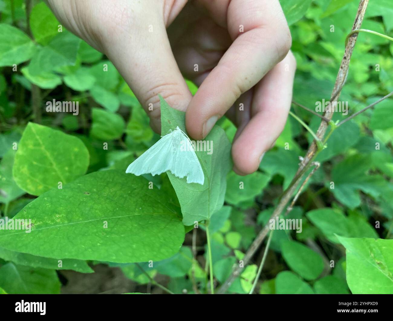 Ennomos subsignaria hi-res stock photography and images - Alamy