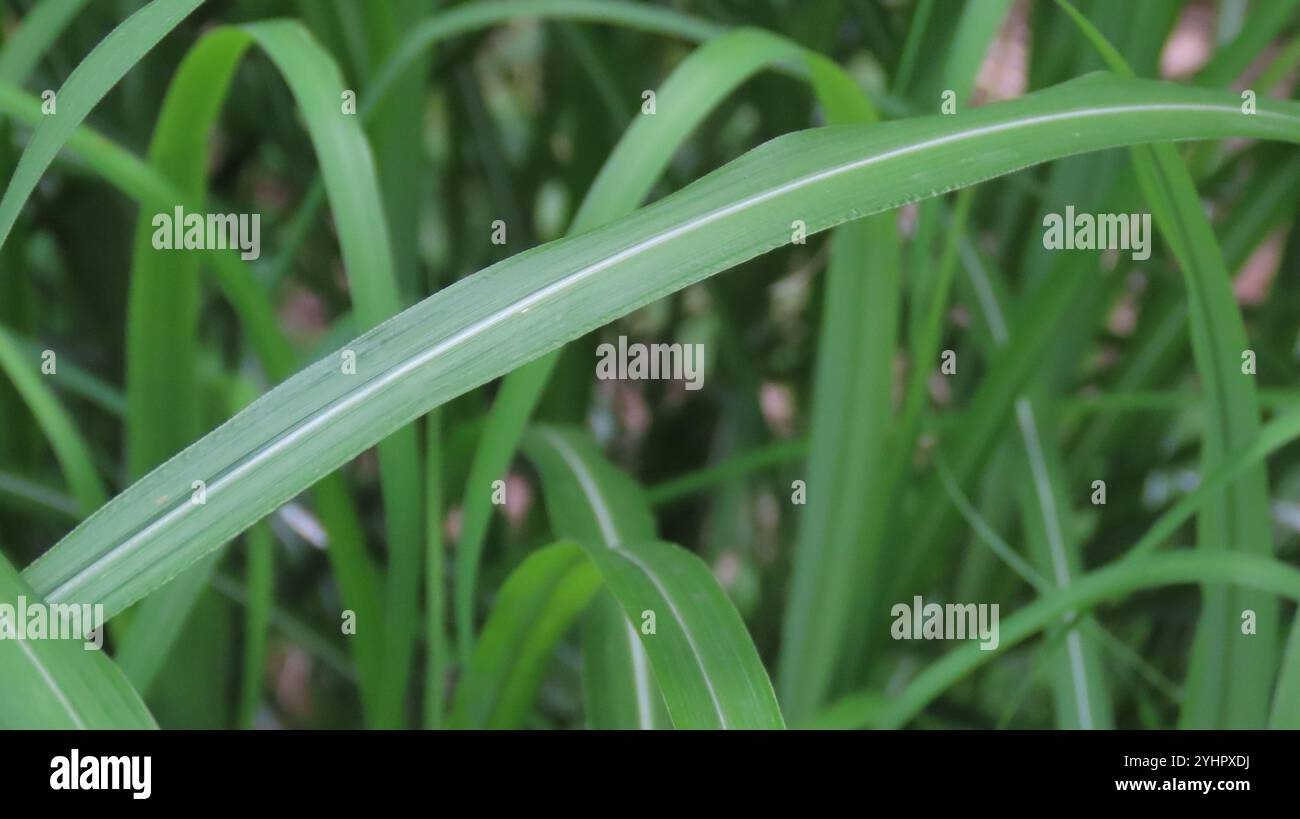 bristlegrasses, bluestems, paspalums, and allies (Panicoideae Stock ...