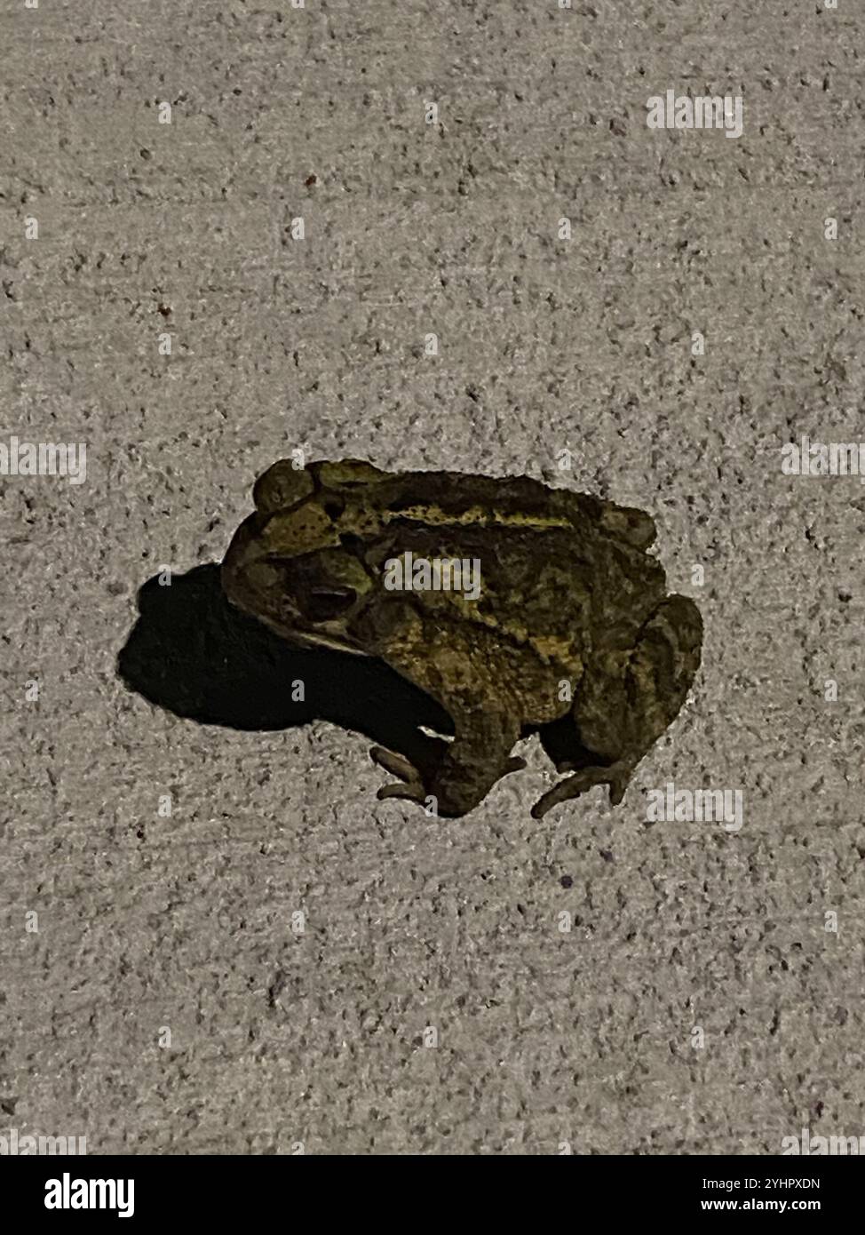 Gulf Coast Toad (Incilius nebulifer Stock Photo - Alamy