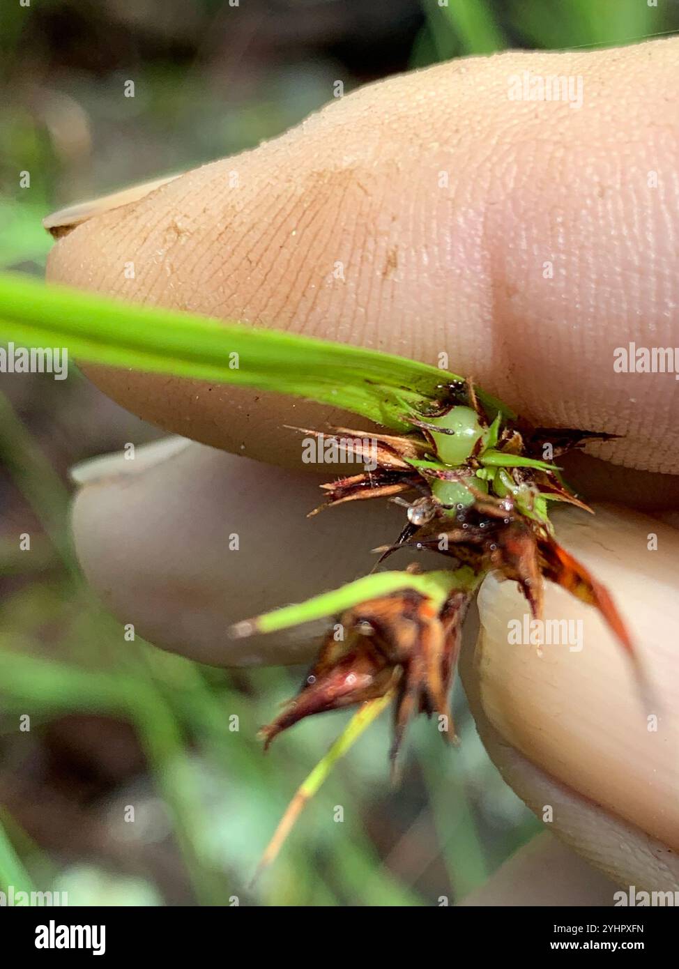 Whip Nutrush (Scleria triglomerata Stock Photo - Alamy