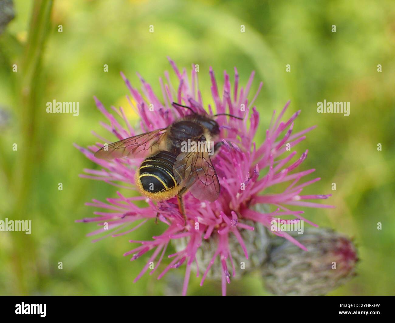 Megachile inermis hi-res stock photography and images - Alamy