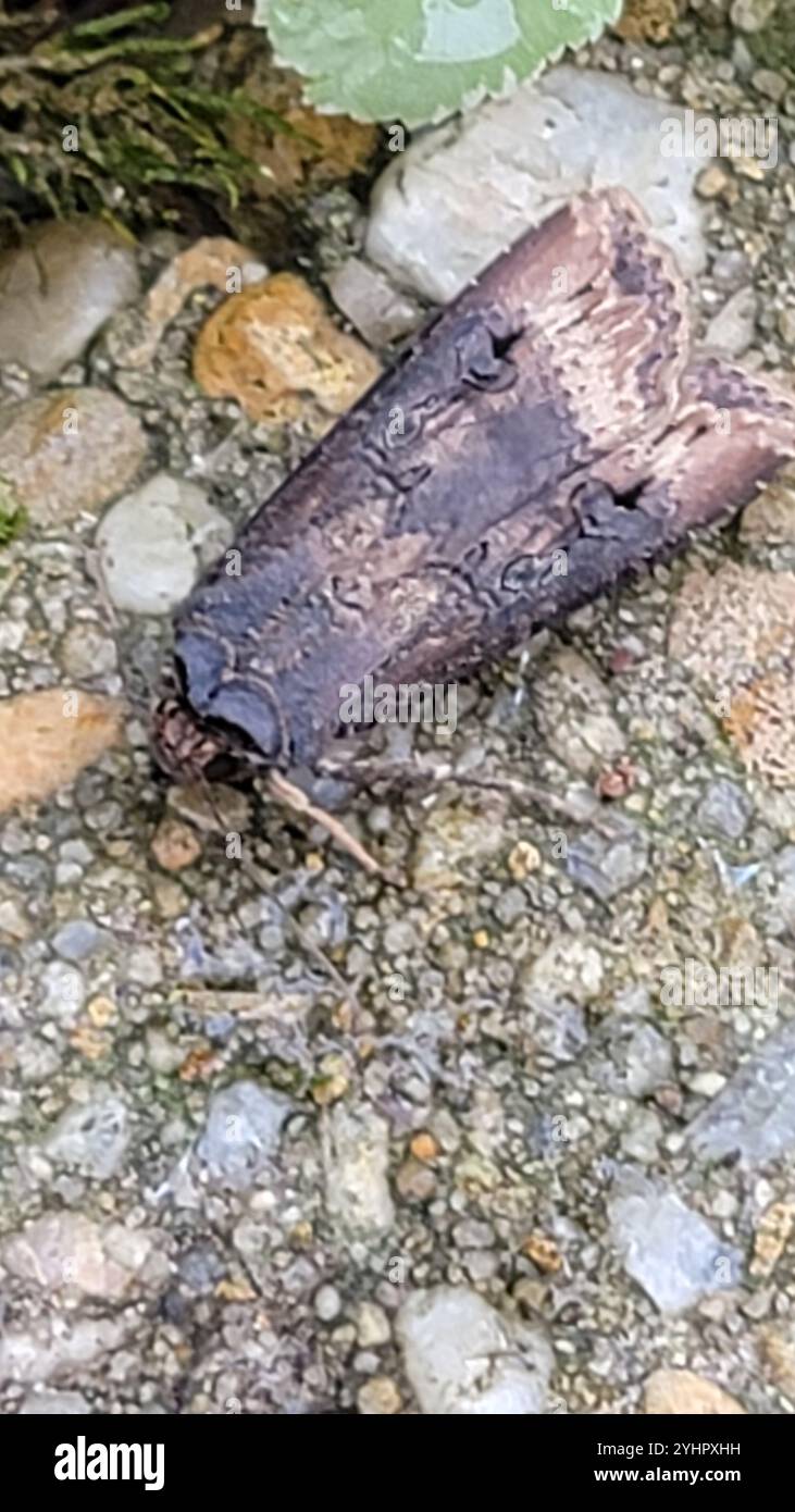 Ipsilon hi-res stock photography and images - Alamy