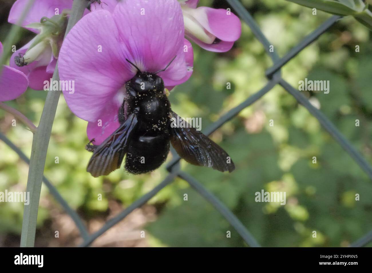 Violet Carpenter Bee (Xylocopa violacea Stock Photo - Alamy