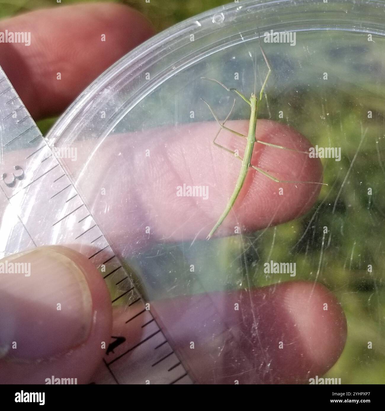 Stick Insects (Phasmida Stock Photo - Alamy