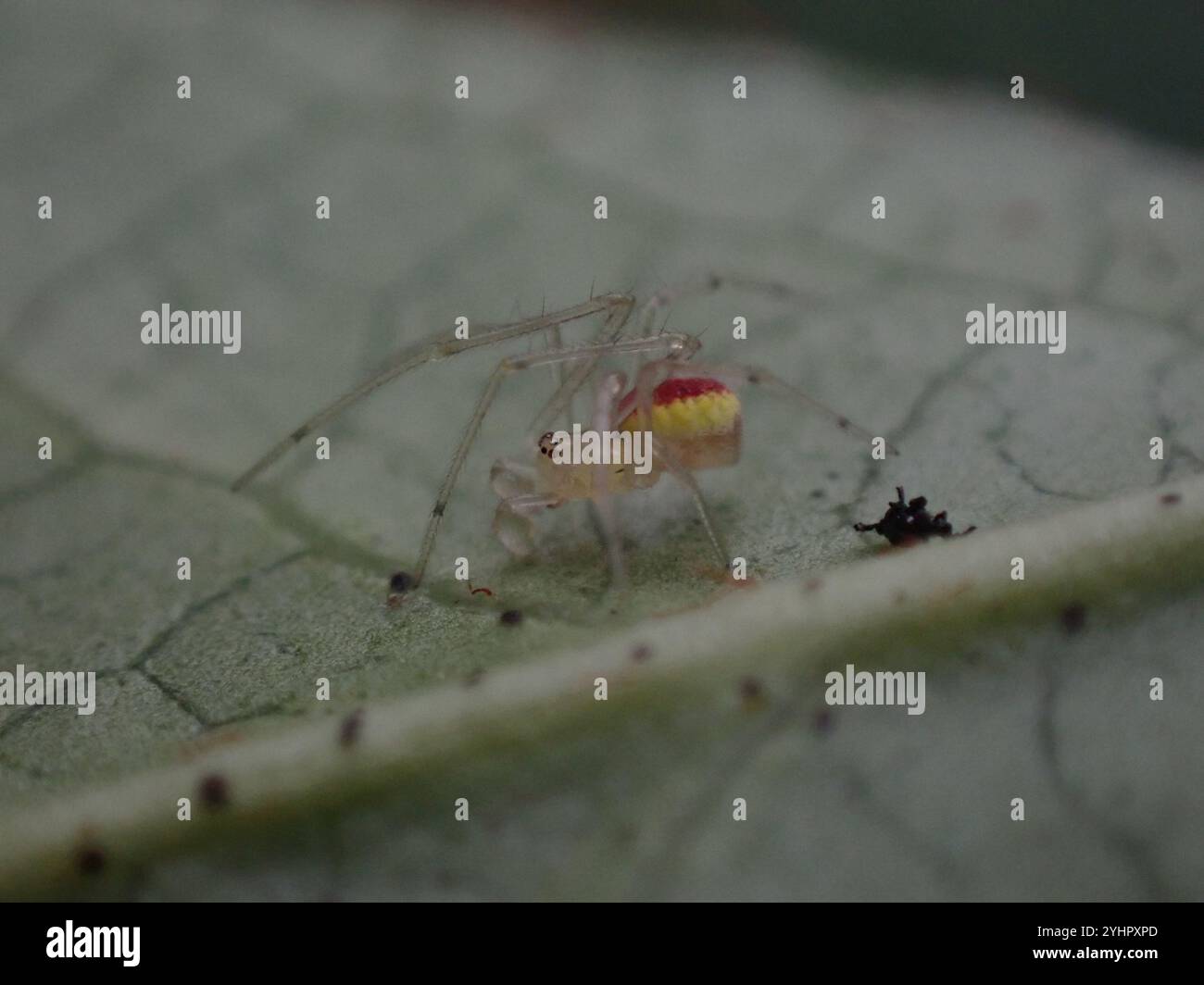 Comb-footed Spiders (Theridiidae Stock Photo - Alamy