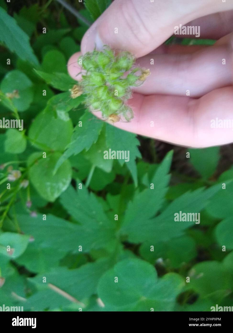 Pacific Waterleaf (Hydrophyllum tenuipes Stock Photo - Alamy