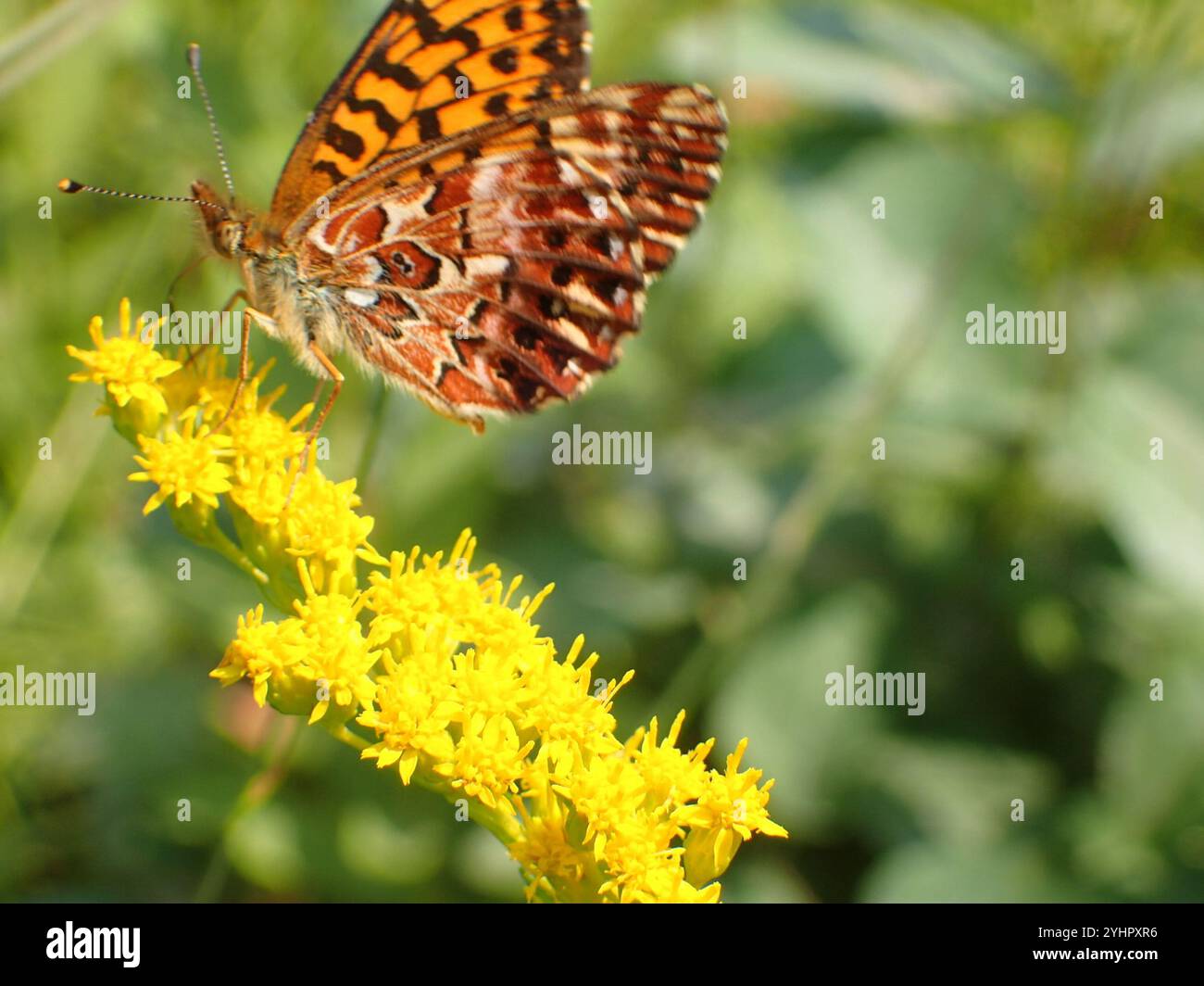 Arctic fritillary boloria hi-res stock photography and images - Alamy