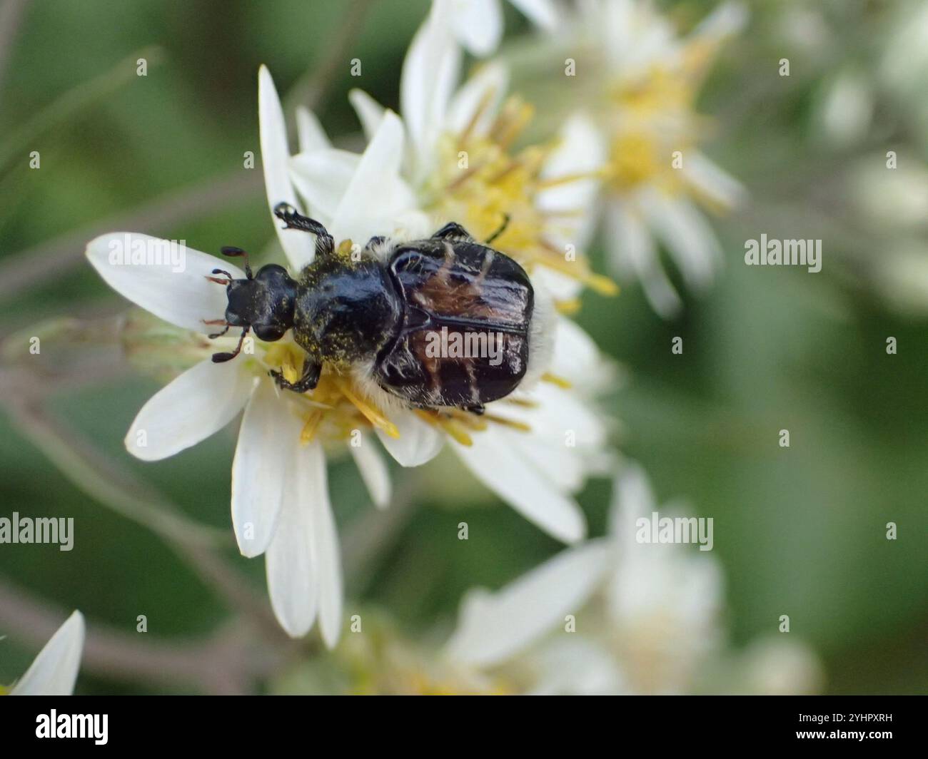 Bee-mimic Beetle (Trichiotinus assimilis Stock Photo - Alamy