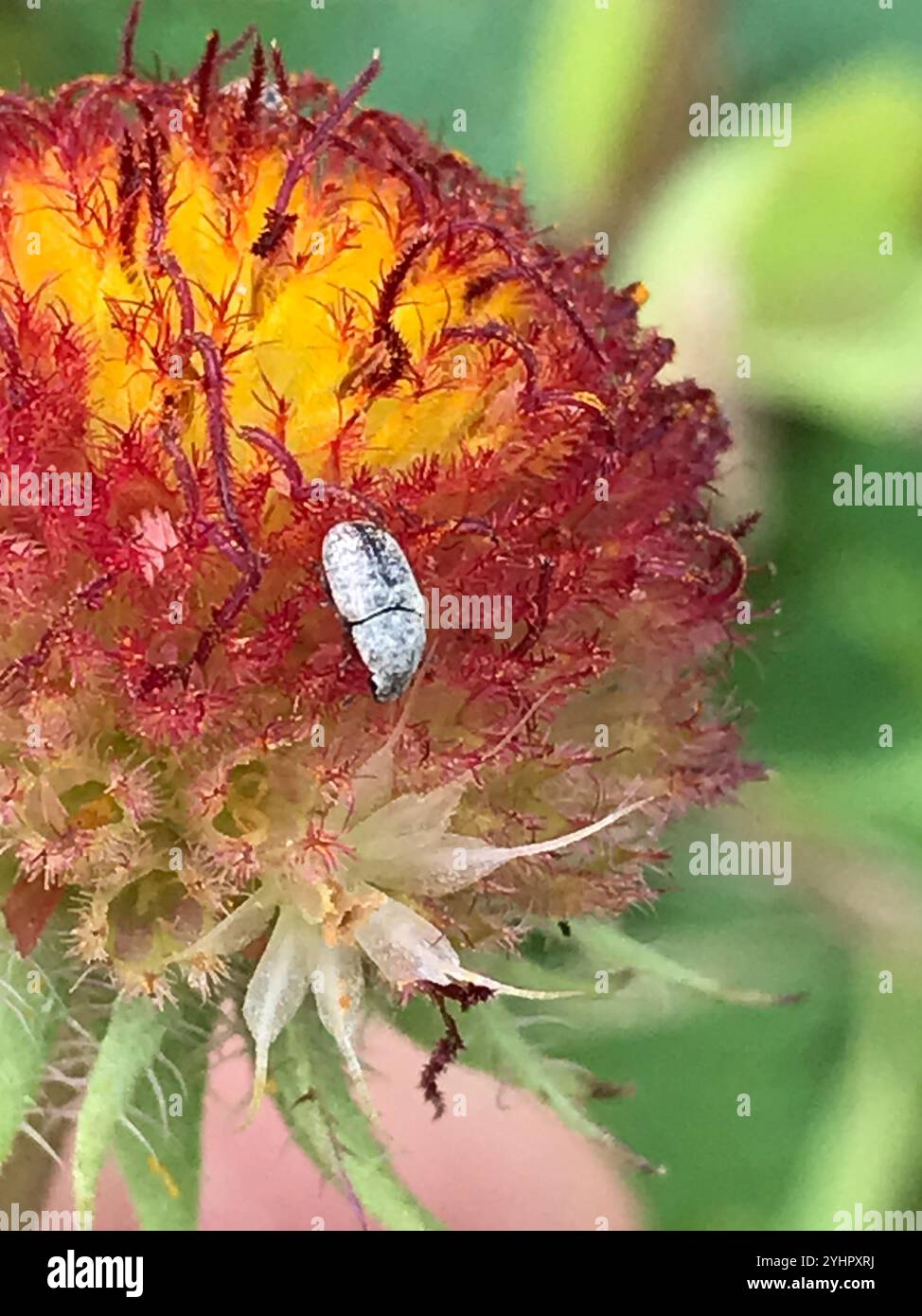 Fungus weevils hi-res stock photography and images - Alamy