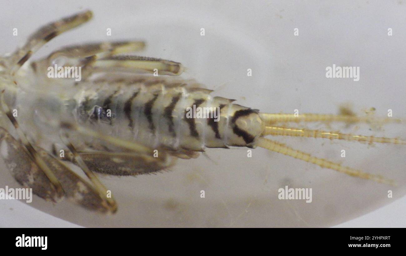 Modest Flat-headed Mayfly (Maccaffertium modestum Stock Photo - Alamy