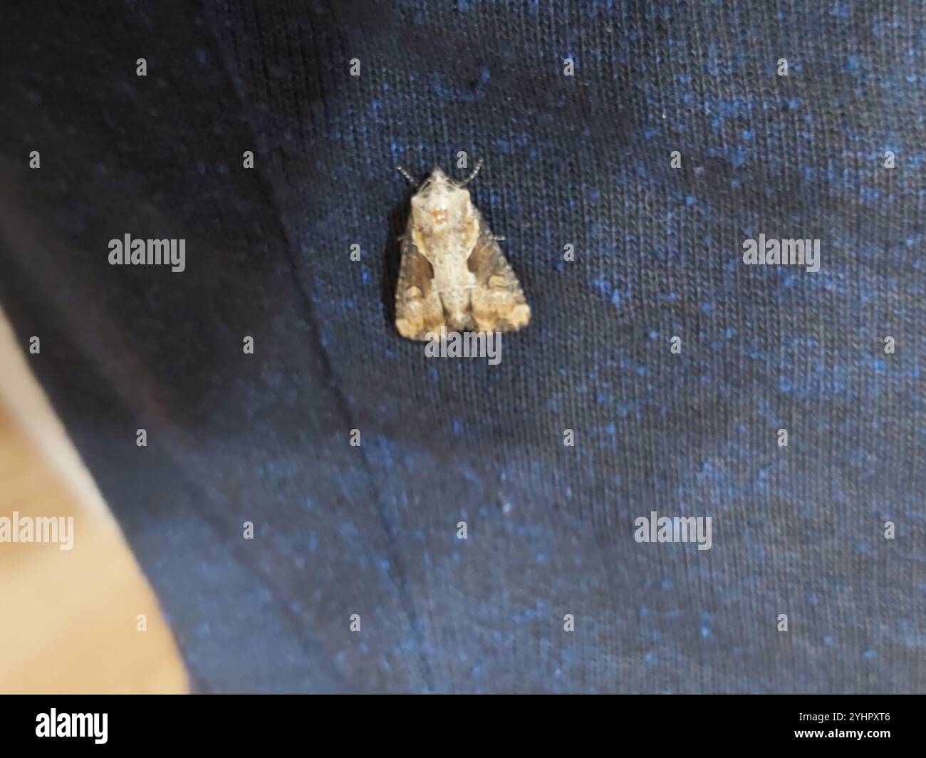 Double-lobed Moth (Lateroligia ophiogramma Stock Photo - Alamy