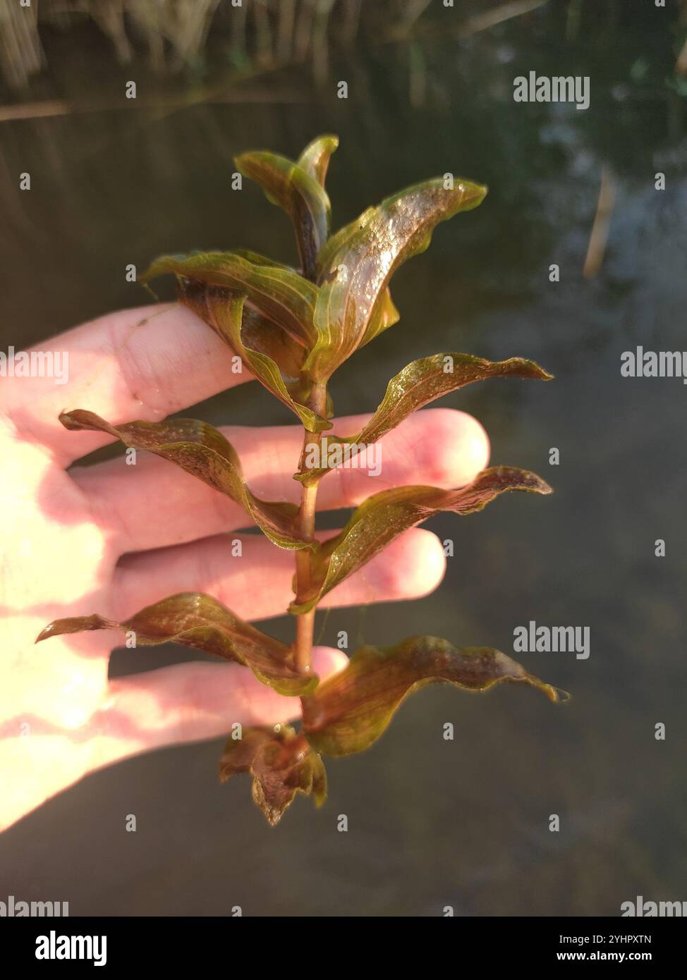 Perfoliate pondweed potamogeton perfoliatus hi-res stock photography ...
