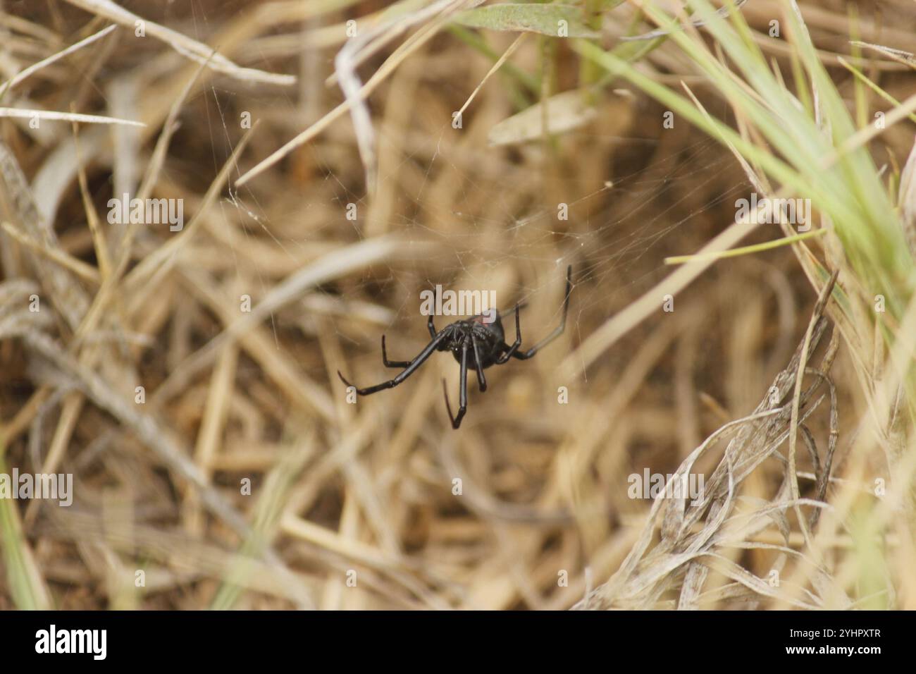 Widow Spiders (Latrodectus Stock Photo - Alamy