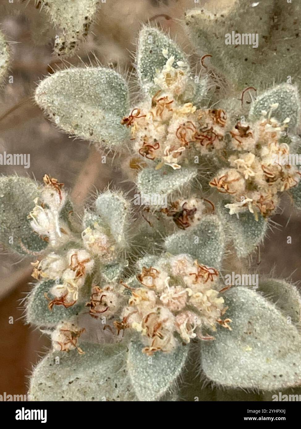 turkey mullein (Croton setiger Stock Photo - Alamy