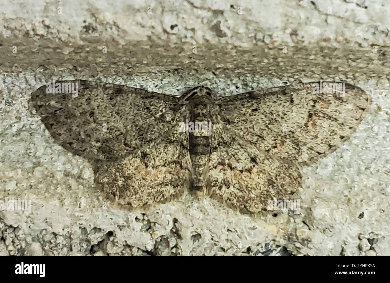 Texas Gray (Glenoides texanaria Stock Photo - Alamy