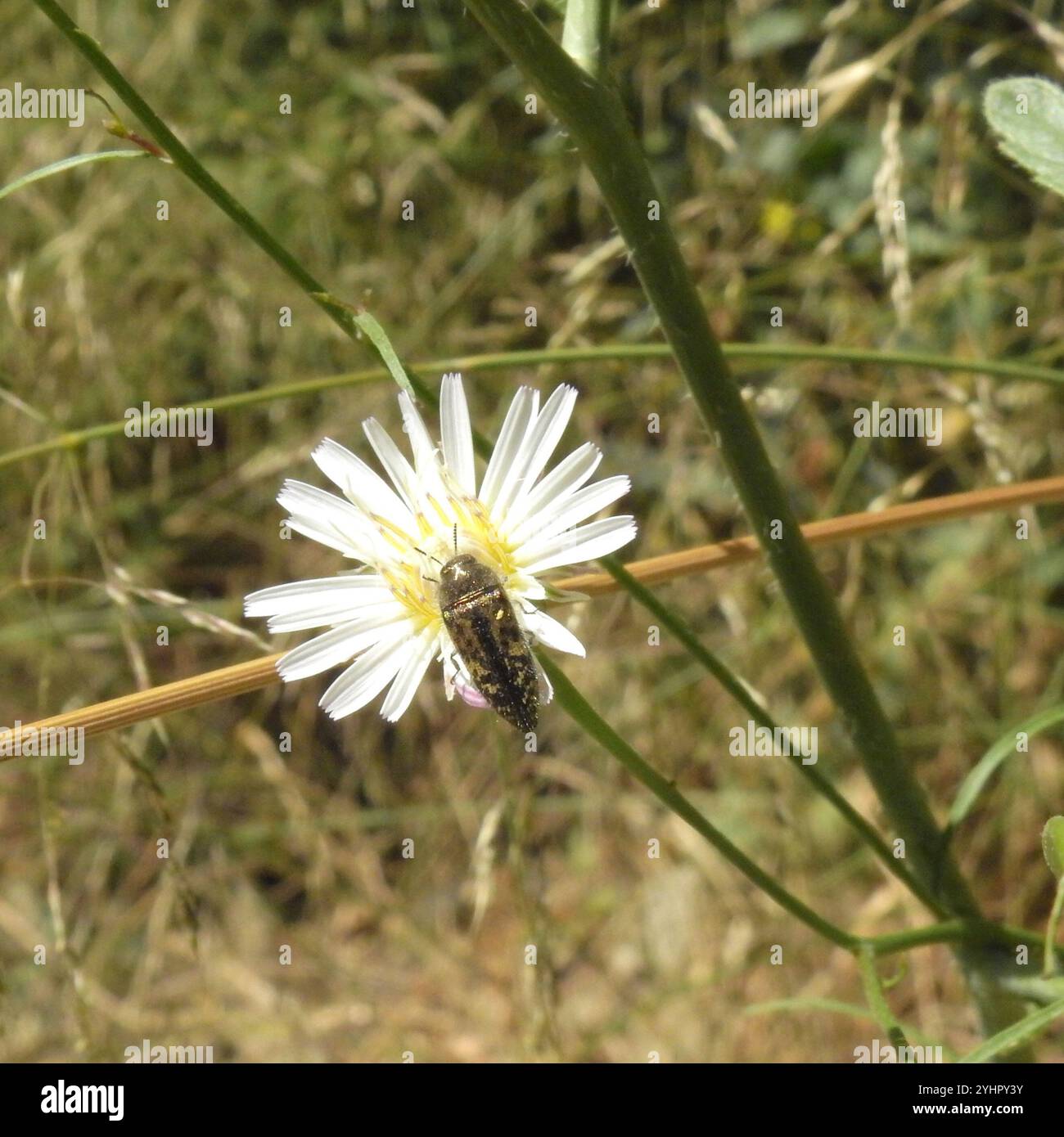Acmaeodera hi-res stock photography and images - Alamy