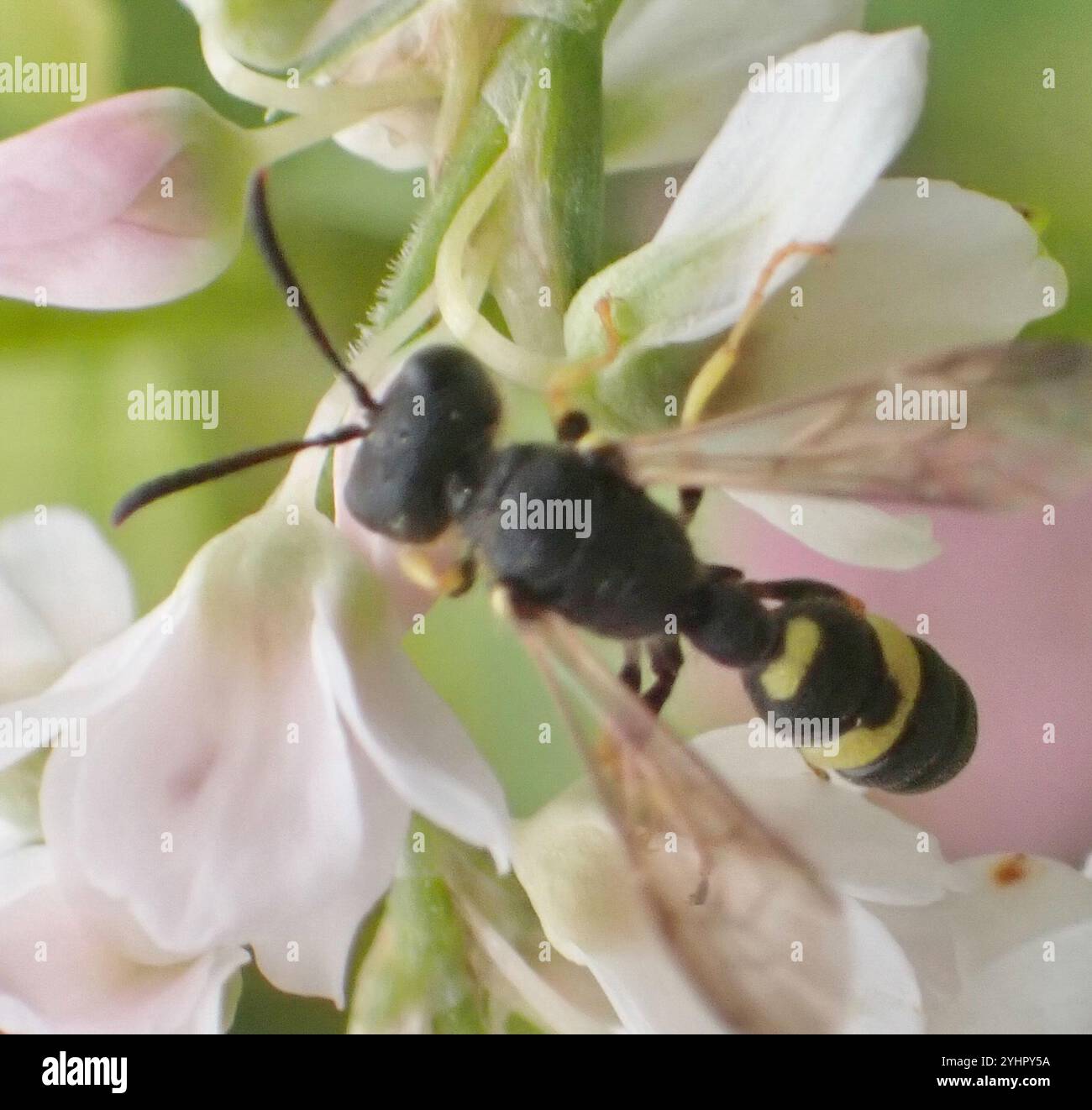 Ornate-tailed Digger Wasp (Cerceris rybyensis Stock Photo - Alamy