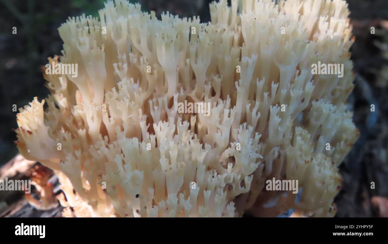 crown-tipped coral fungus (Artomyces pyxidatus Stock Photo - Alamy