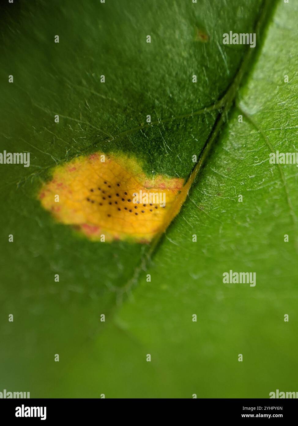 rust fungi (Pucciniales Stock Photo - Alamy