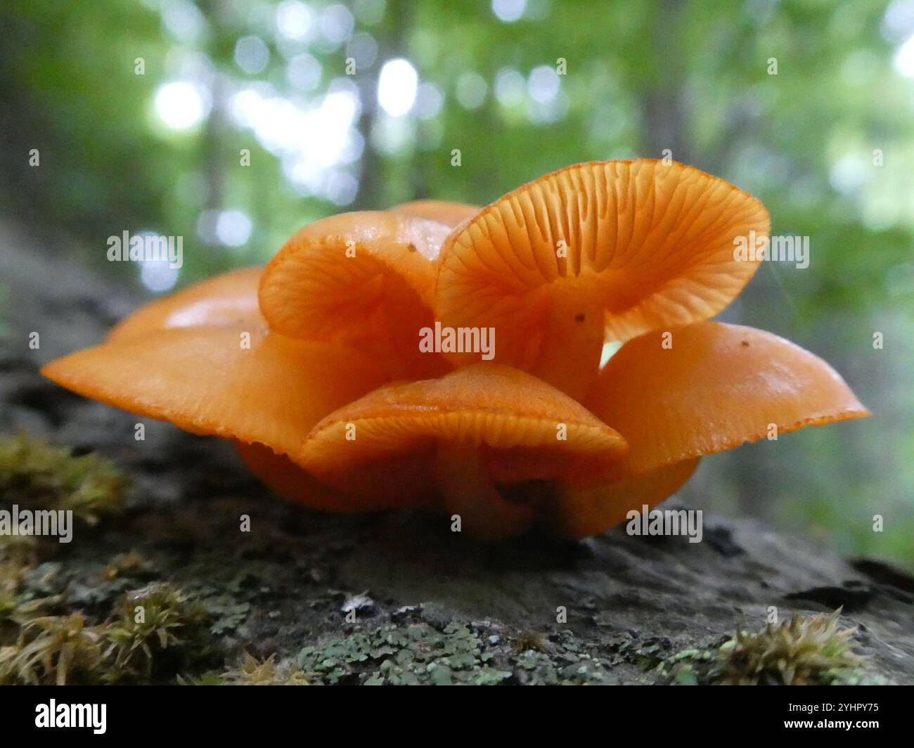 orange mycena (Mycena leaiana Stock Photo - Alamy