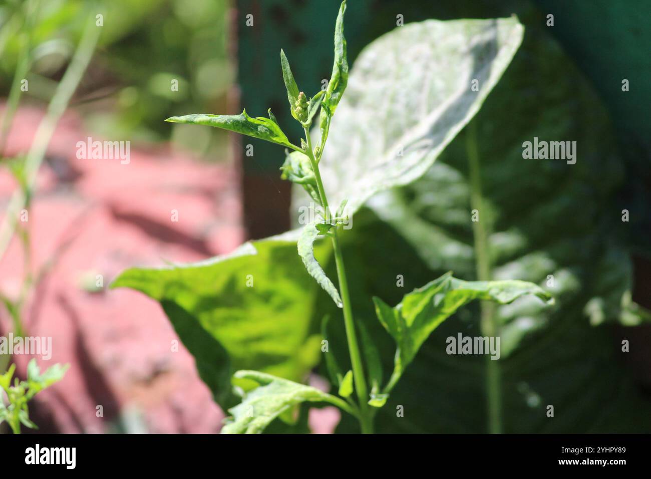 Chenopodioideae subfamily hi-res stock photography and images - Alamy