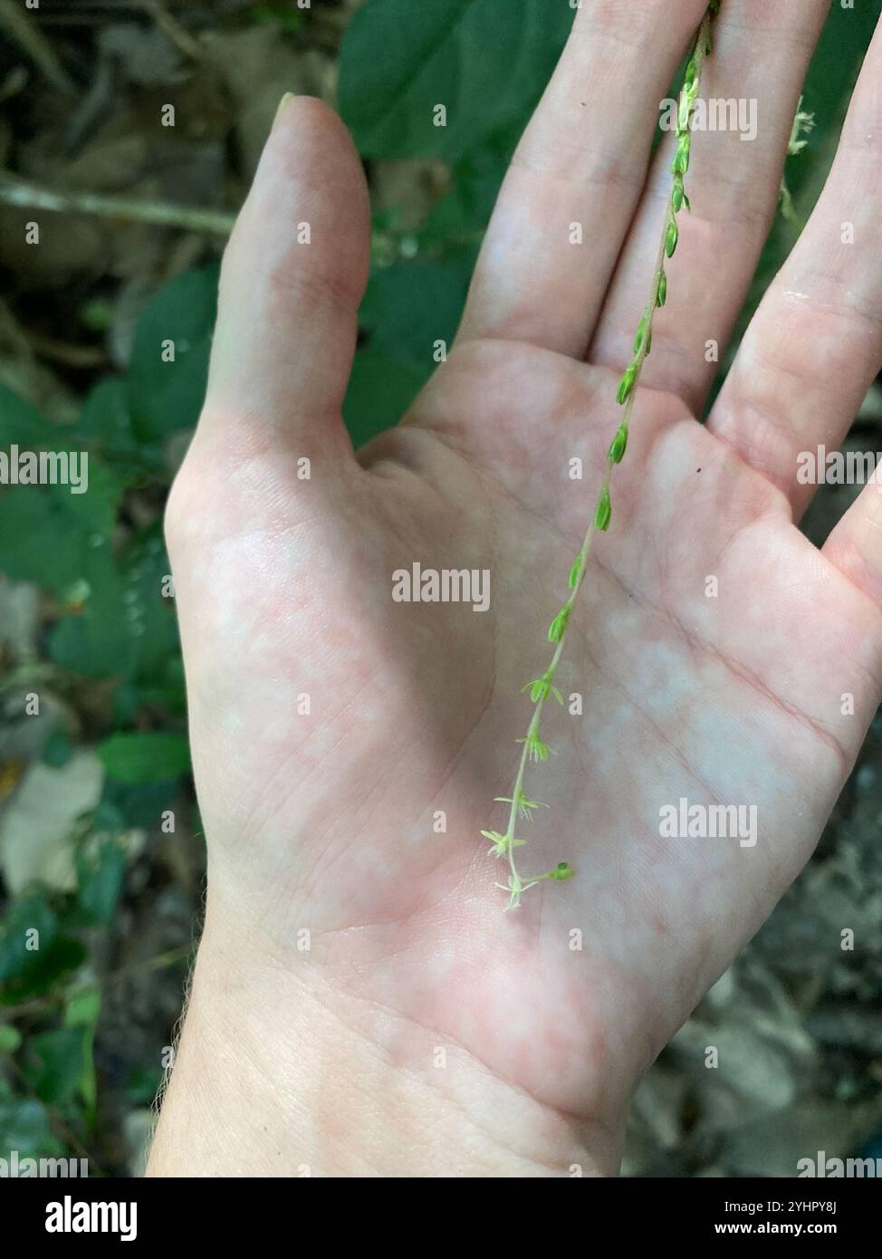 Petiveria alliacea hi-res stock photography and images - Alamy