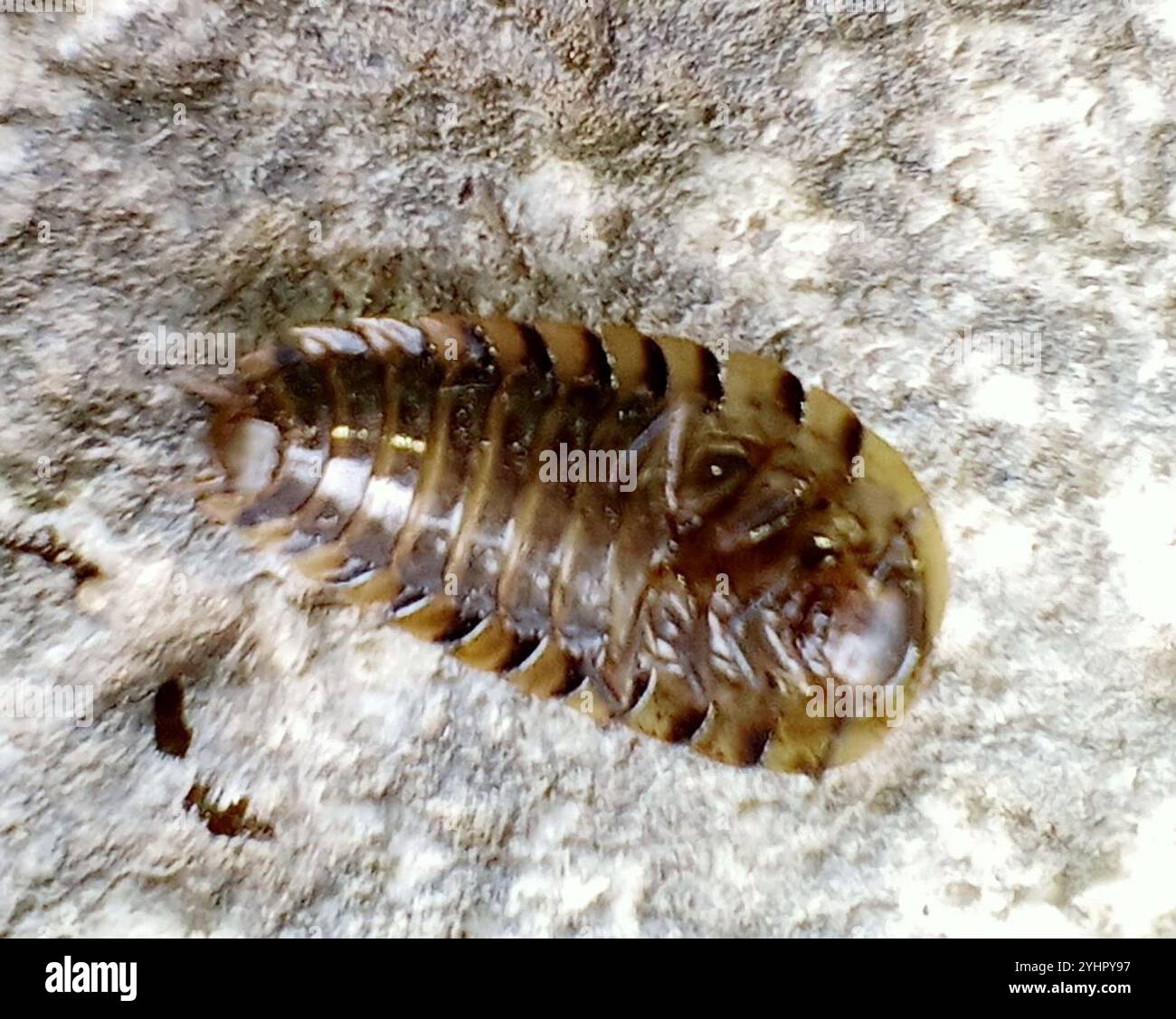 Burying and Carrion Beetles (Silphidae Stock Photo - Alamy