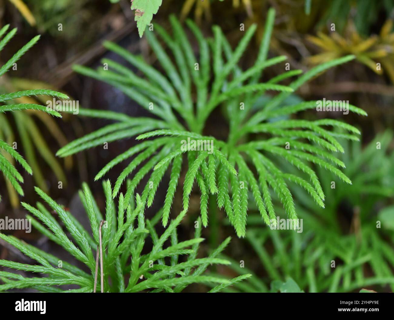 fan clubmoss (Diphasiastrum digitatum Stock Photo - Alamy
