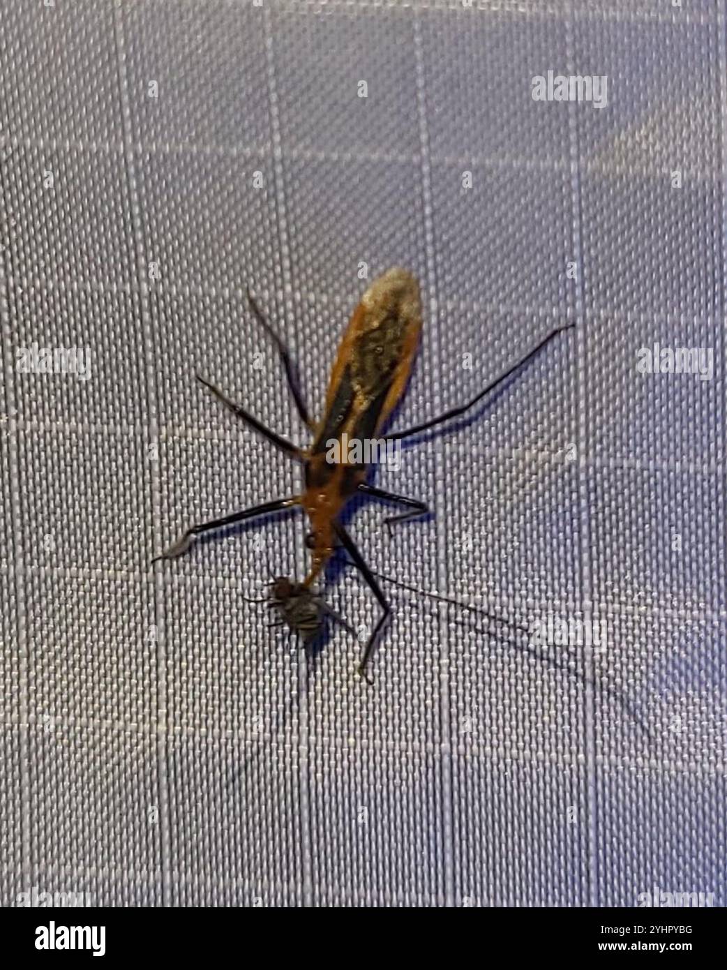 Red Bull Assassin Bug (Repipta taurus Stock Photo - Alamy