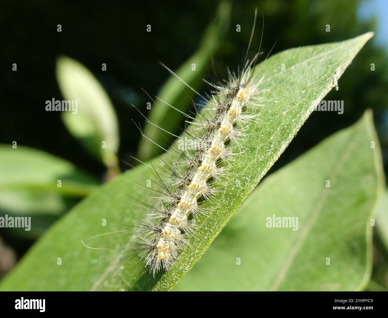 Fall Webworm Moth (Hyphantria cunea Stock Photo - Alamy