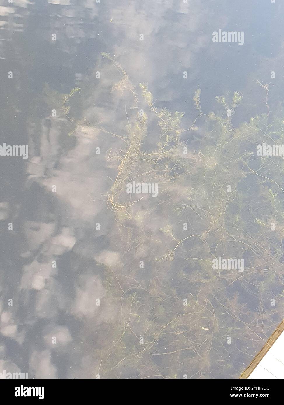 Coontail hi-res stock photography and images - Alamy