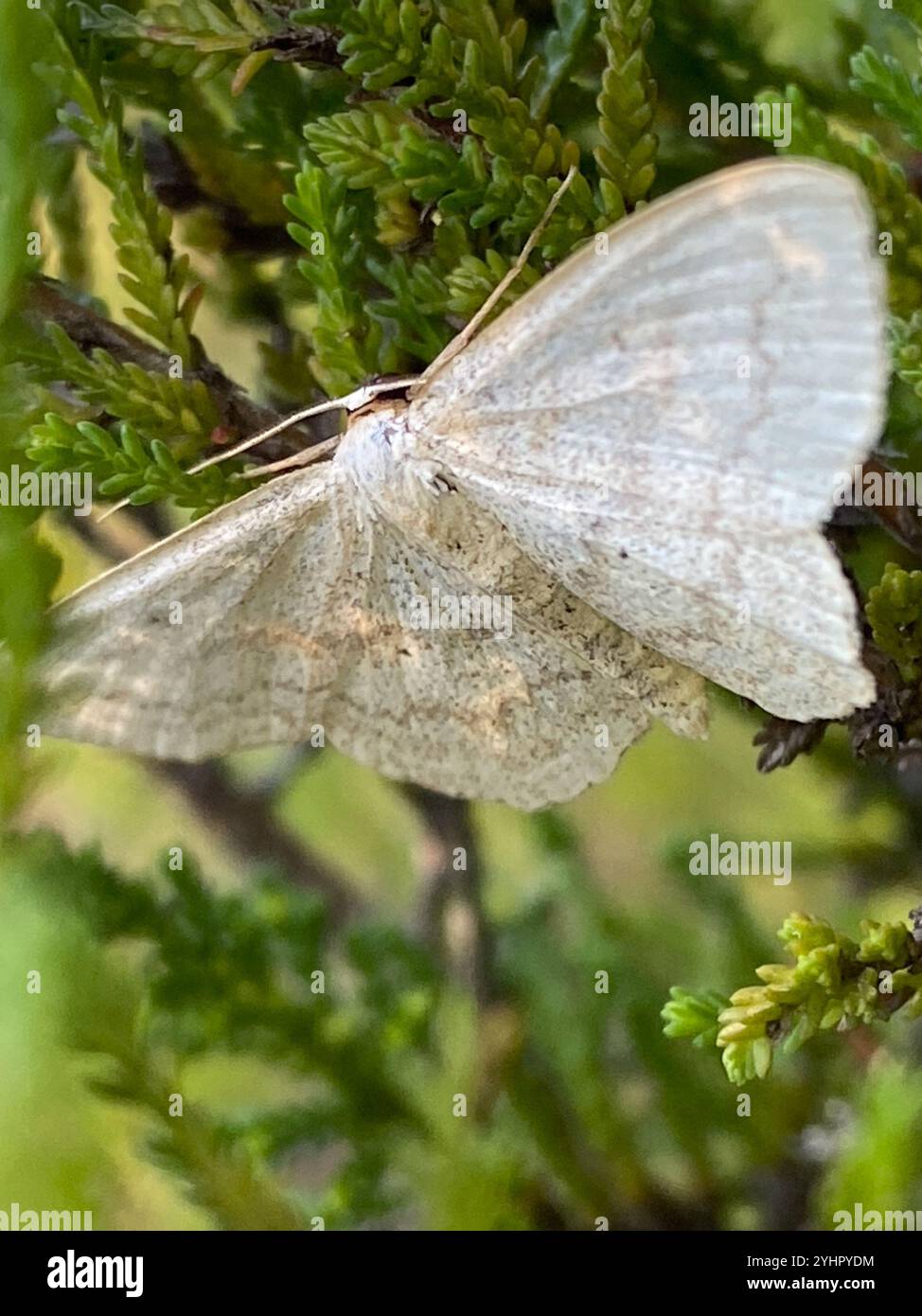 Incanata hi-res stock photography and images - Alamy