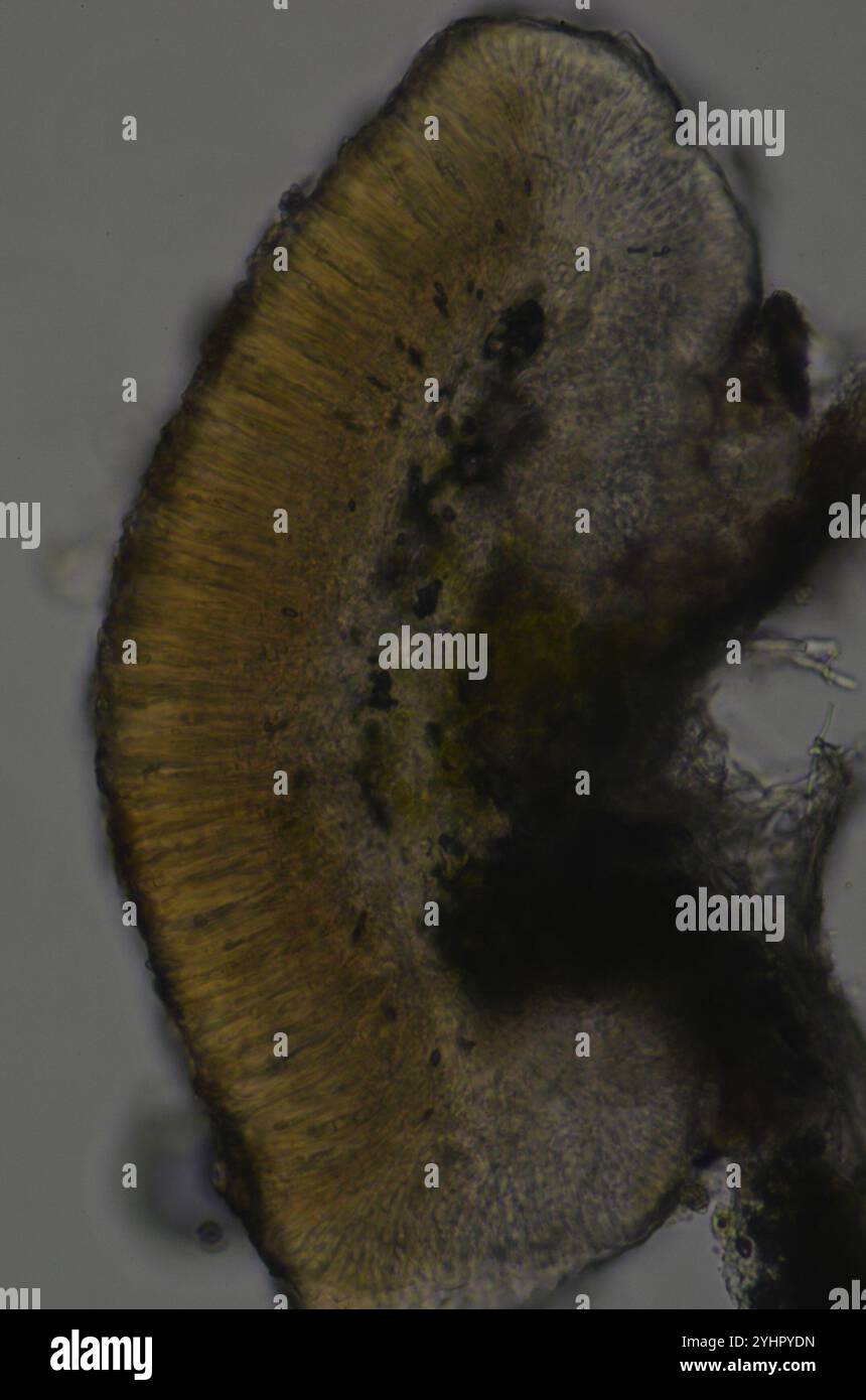 Multicolored Dot Lichen (Cliostomum griffithii Stock Photo - Alamy