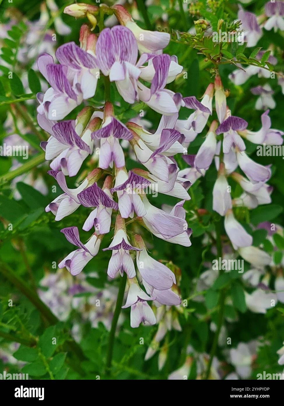 Wood Vetch (Vicia sylvatica Stock Photo - Alamy