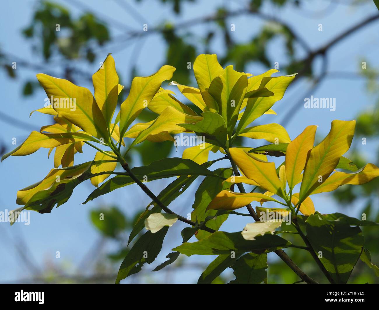 Large-leaved Nanmu (Machilus japonica kusanoi Stock Photo - Alamy