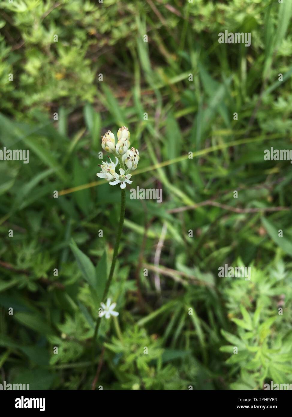 Sticky False Asphodel (Triantha glutinosa Stock Photo - Alamy