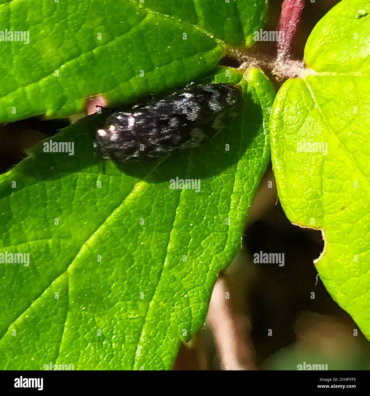 Coraebus hi-res stock photography and images - Alamy
