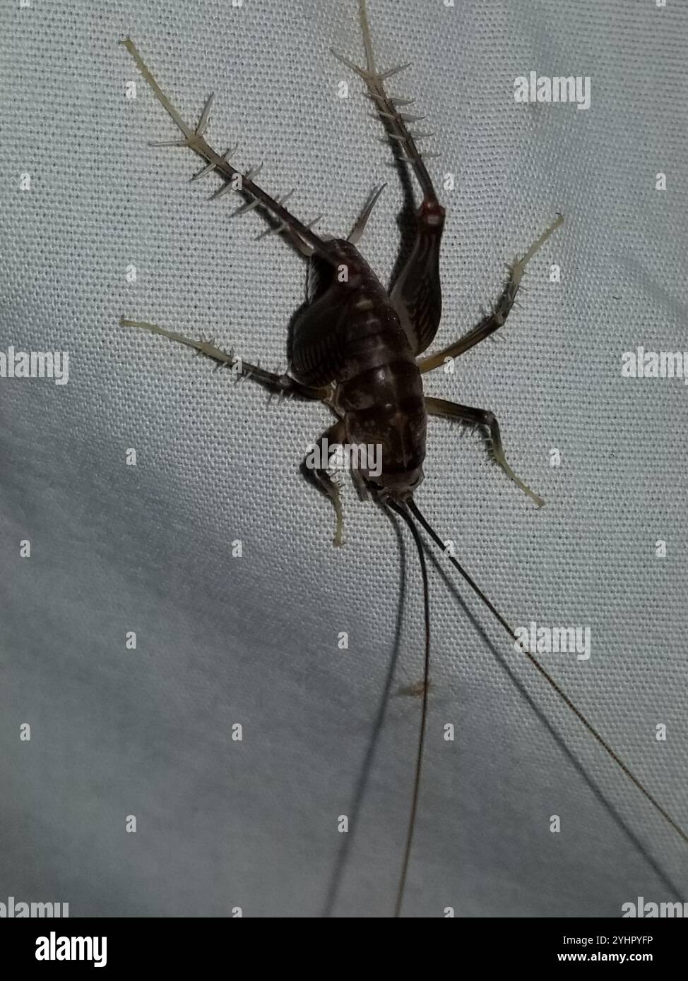 Camel Crickets, Cave Crickets, and Cave Wēta (Rhaphidophoridae Stock ...