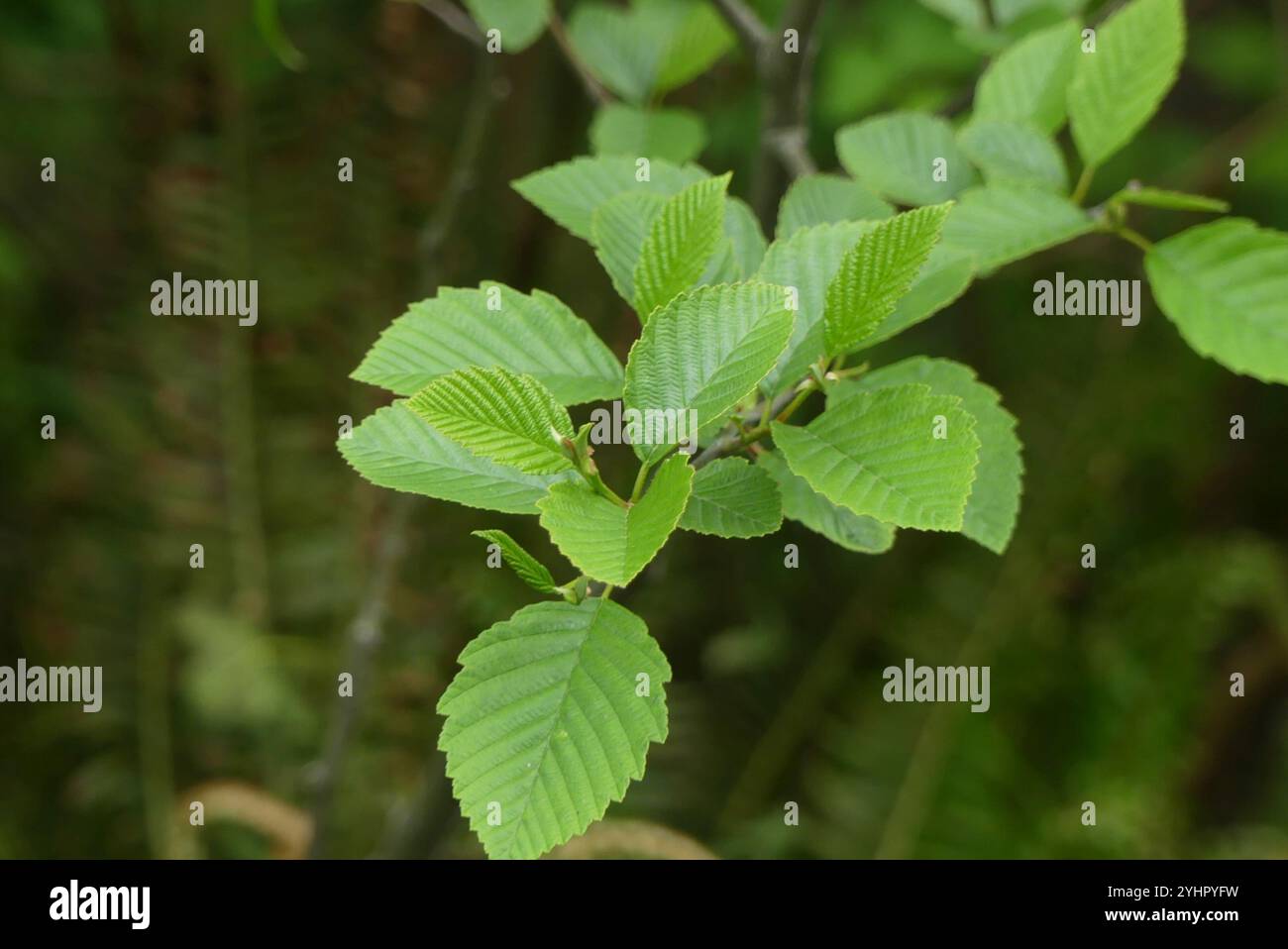 Red Alder (Alnus rubra Stock Photo - Alamy