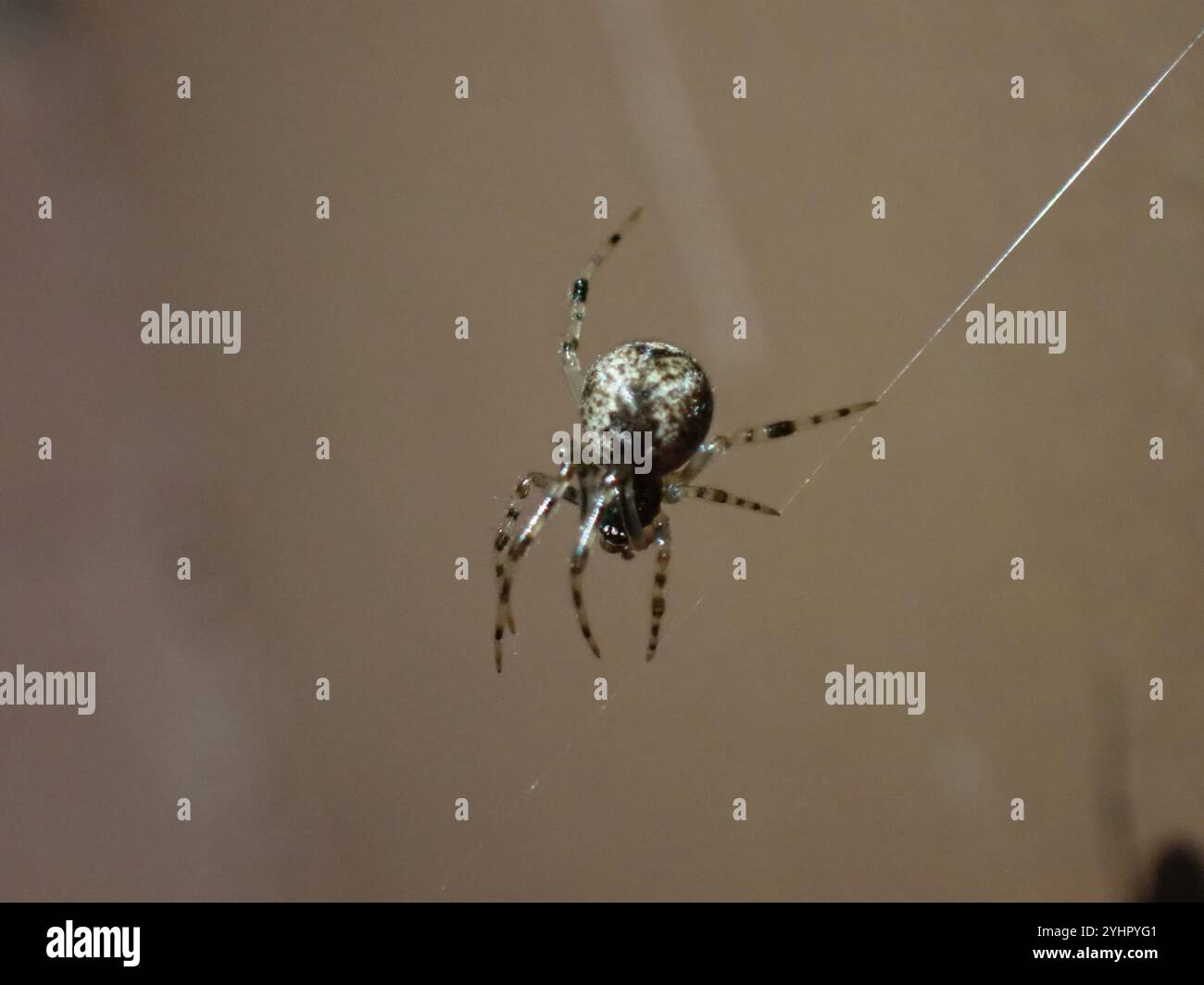 Comb-footed Spiders (Theridiidae Stock Photo - Alamy