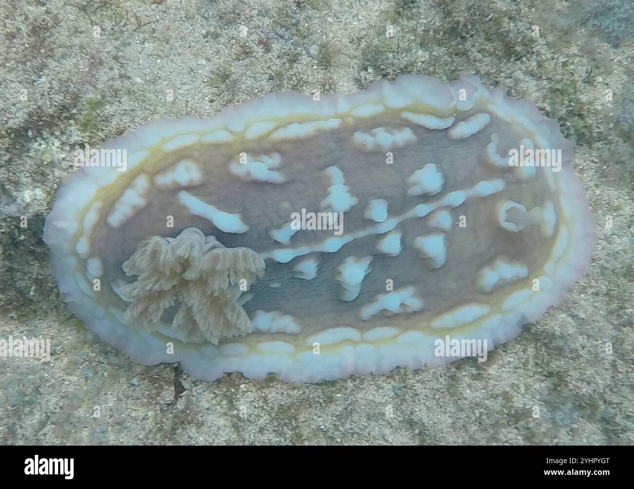 Clumpy Nudibranch (Asteronotus cespitosus Stock Photo - Alamy