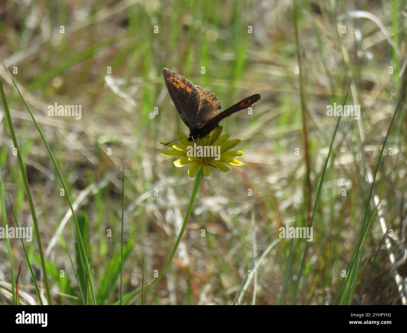 Common Alpine (Erebia epipsodea Stock Photo - Alamy