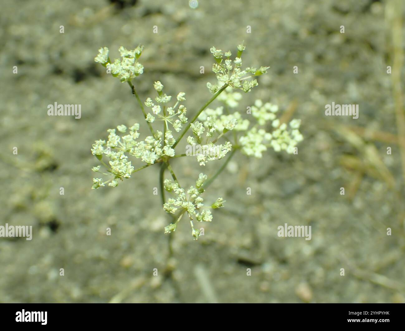 Perideridia hi-res stock photography and images - Alamy