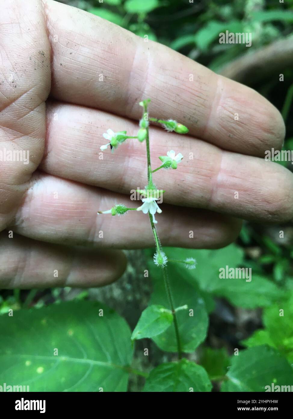 broadleaf enchanter's nightshade (Circaea canadensis Stock Photo - Alamy