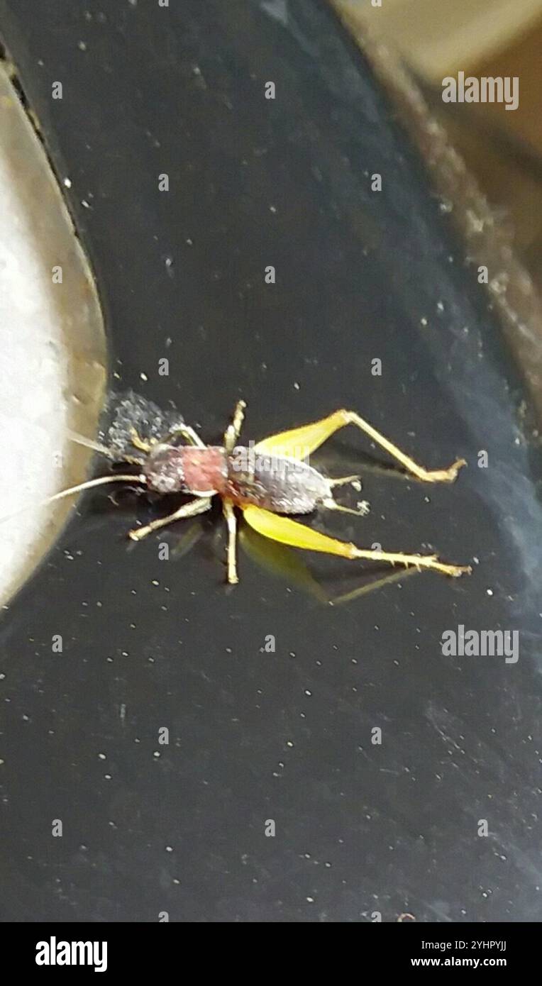 Red headed bush cricket hi-res stock photography and images - Alamy