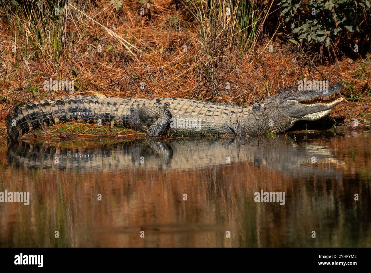 Alligator with mouth open showing off teeth Stock Photo - Alamy