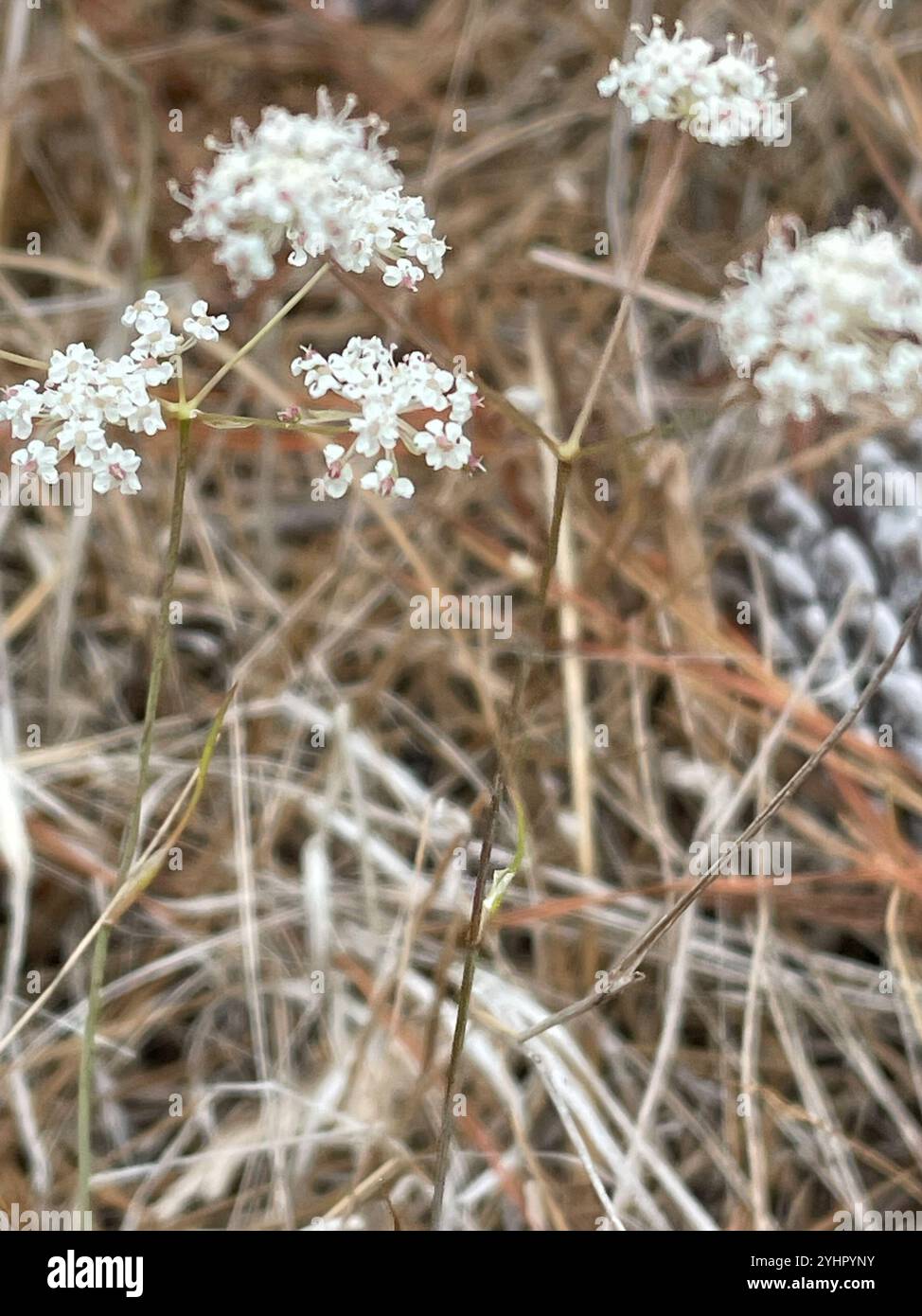 Perideridia hi-res stock photography and images - Alamy